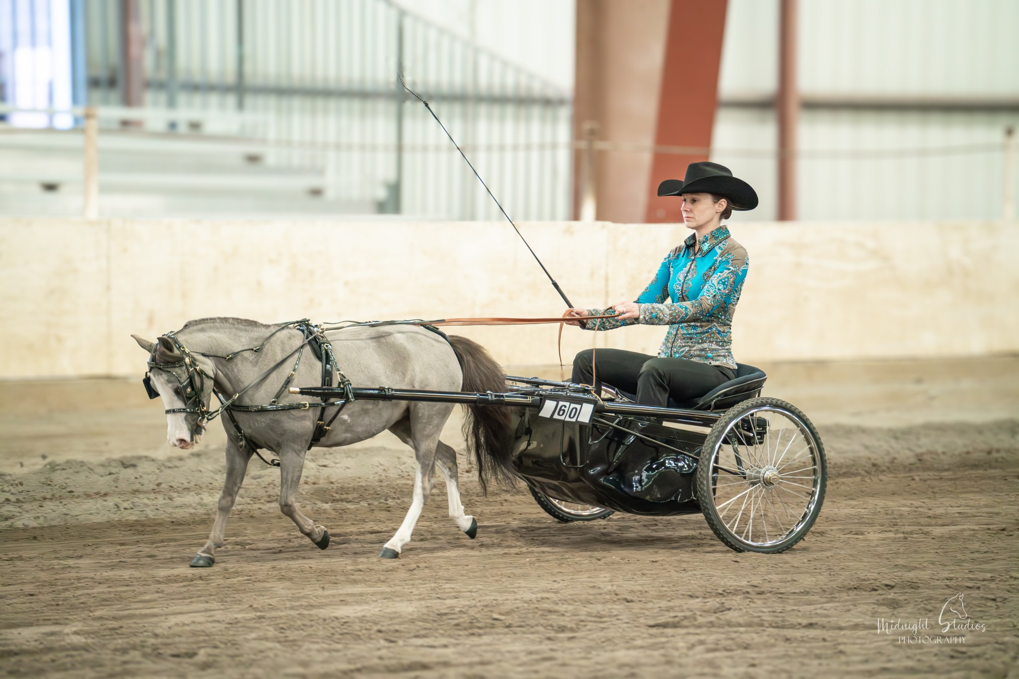 Show Season 2025 – Aerial Performance Horses